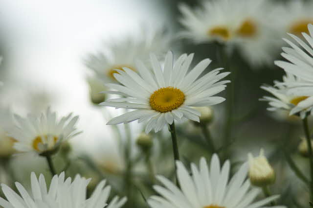 Daisys | Our Daily Bread